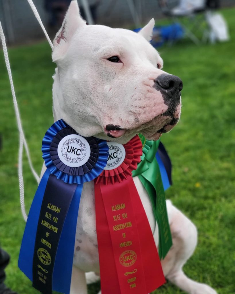 Cost Of Showing A Dogo - DOGOS DEL GRAN REINO Dogo Argentino Breeder